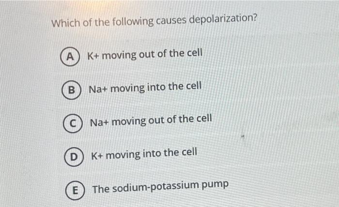 Solved Which of the following causes depolarization? K+ | Chegg.com