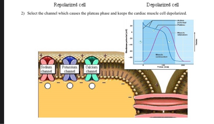 Solved Repolarized cell Depolarized cell 2) Select the | Chegg.com