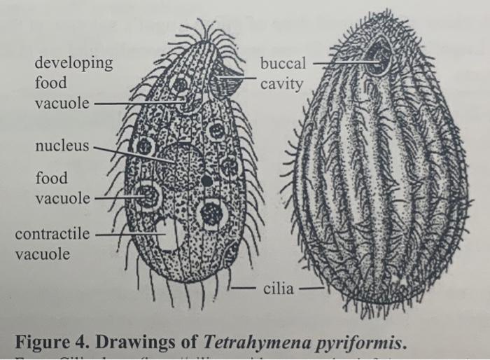 MICROSCOPIC STUDY OF TETRAHYMENAFigure 4 shows | Chegg.com
