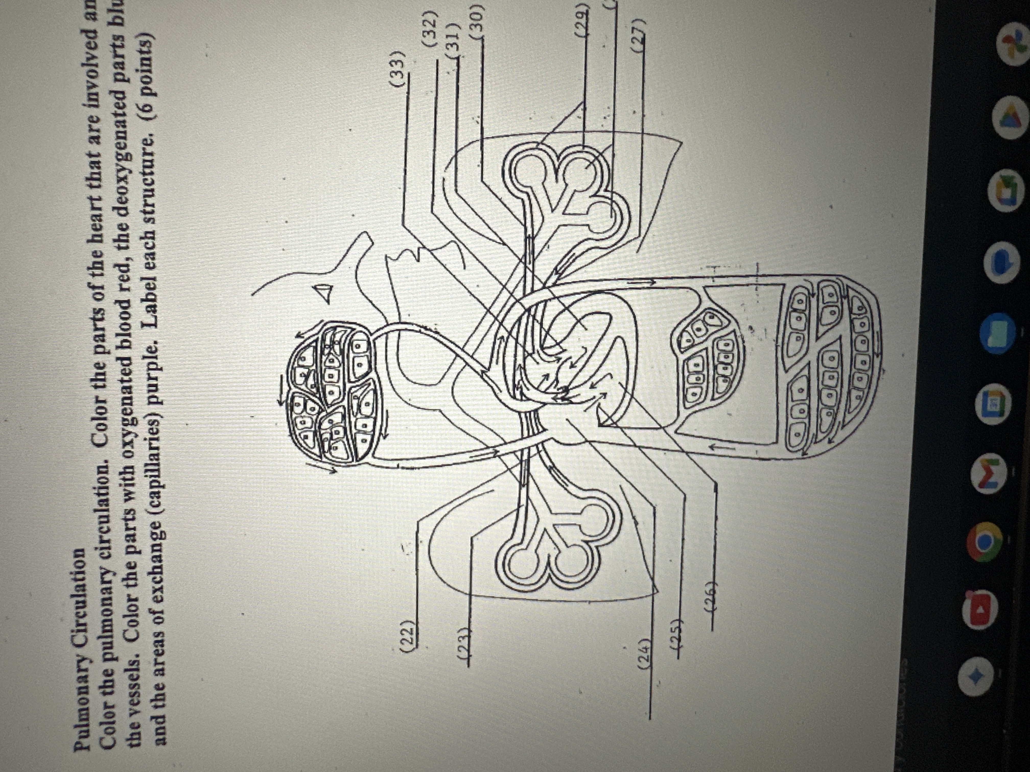 Solved Pulmonary CirculationColor the pulmonary circulation. | Chegg.com
