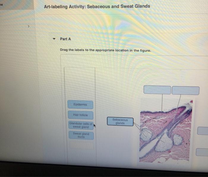 he Art-labeling Activity: Sebaceous and Sweat Glands | Chegg.com