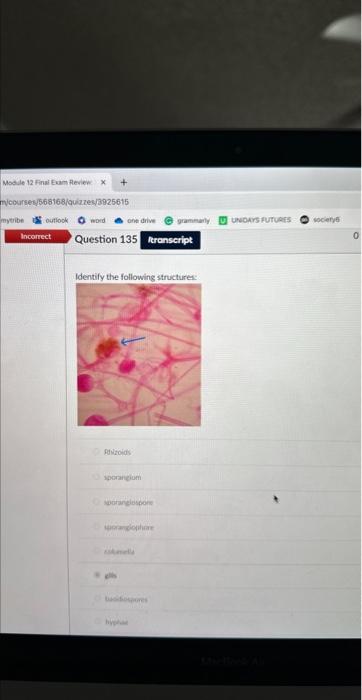 Idowthif ifse fnllewine ctrie-tsirge PdNuo.ar | Chegg.com