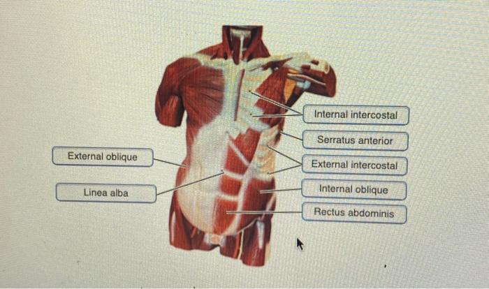 Solved Can someone properly label this? The labeling of | Chegg.com