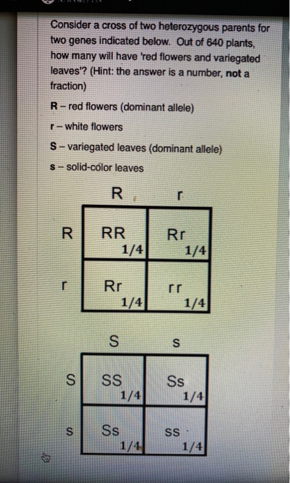 Solved Consider a cross of two heterozygous parents for two | Chegg.com