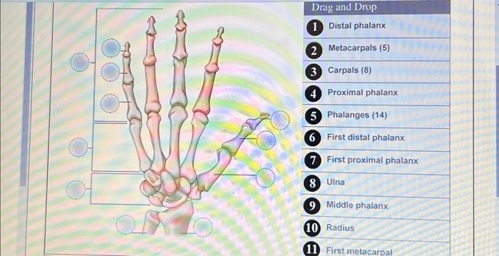 Solved Help labeling these 22 terms!! | Chegg.com