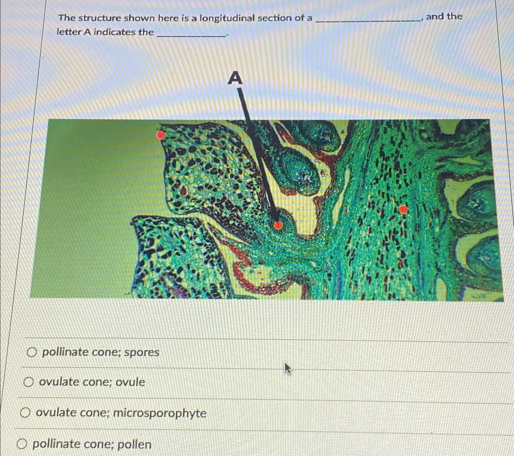 Solved The structure shown here is a longitudinal section of | Chegg.com