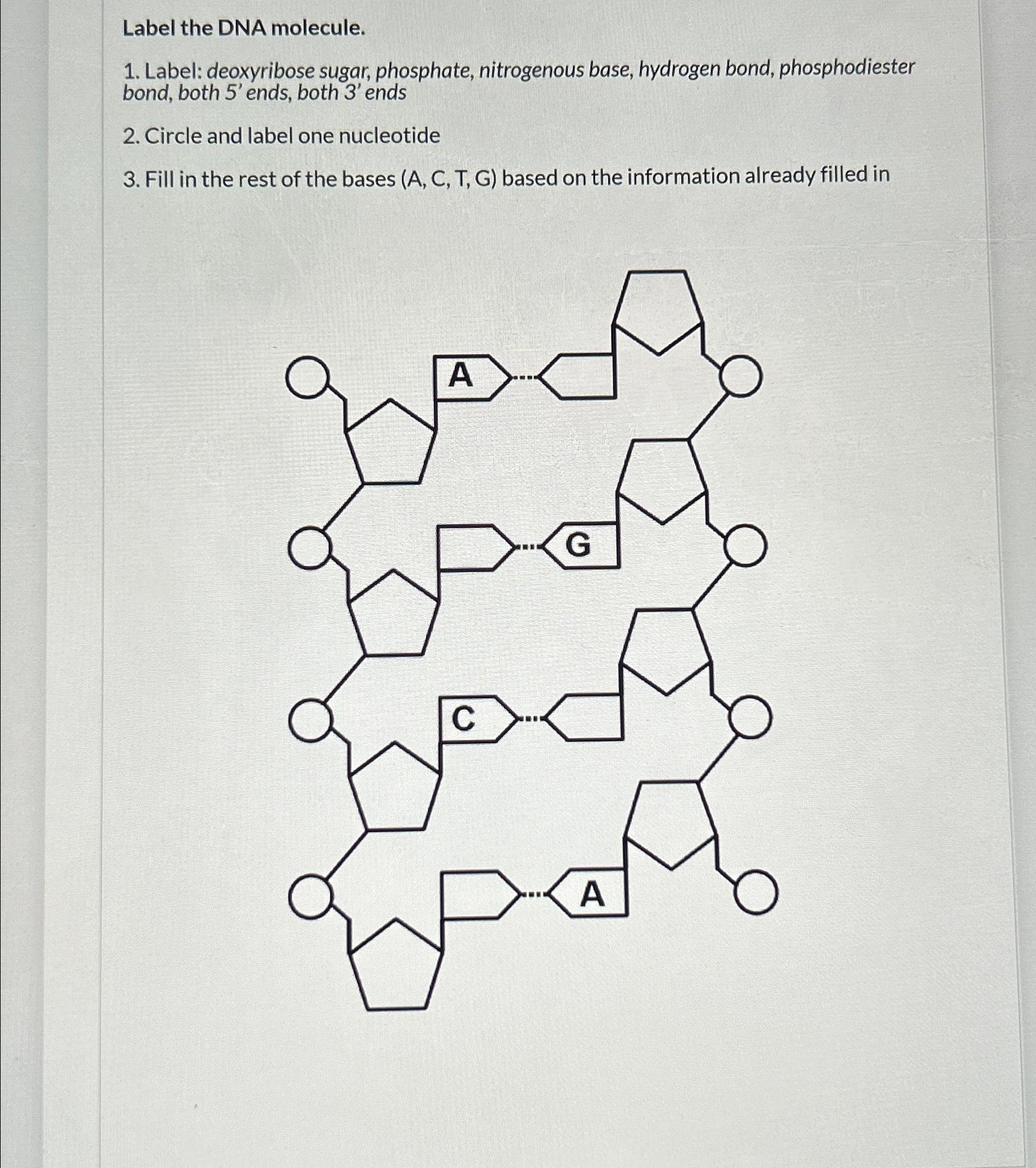 Solved Label the DNA molecule.Label: deoxyribose sugar, | Chegg.com