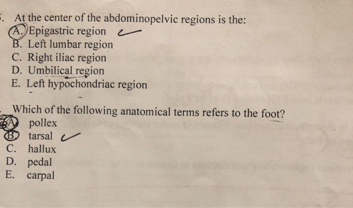 Solved - At the center of the abdominopelvic regions is the: | Chegg.com