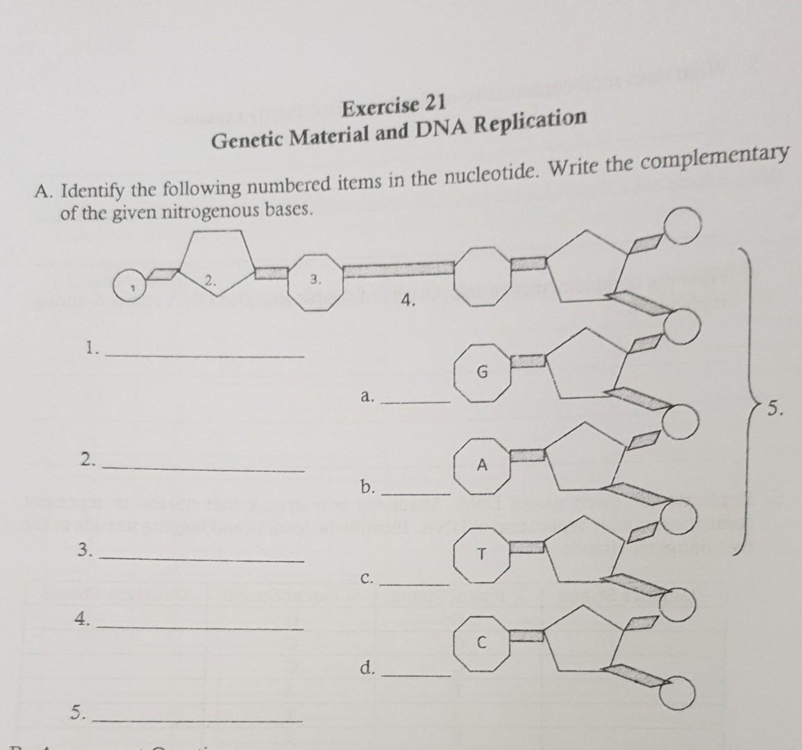 Solved A. Identify the following numbered items in the | Chegg.com