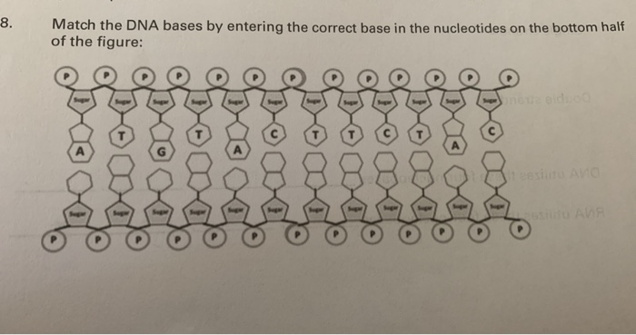 Solved Match the DNA bases by entering the correct base in | Chegg.com