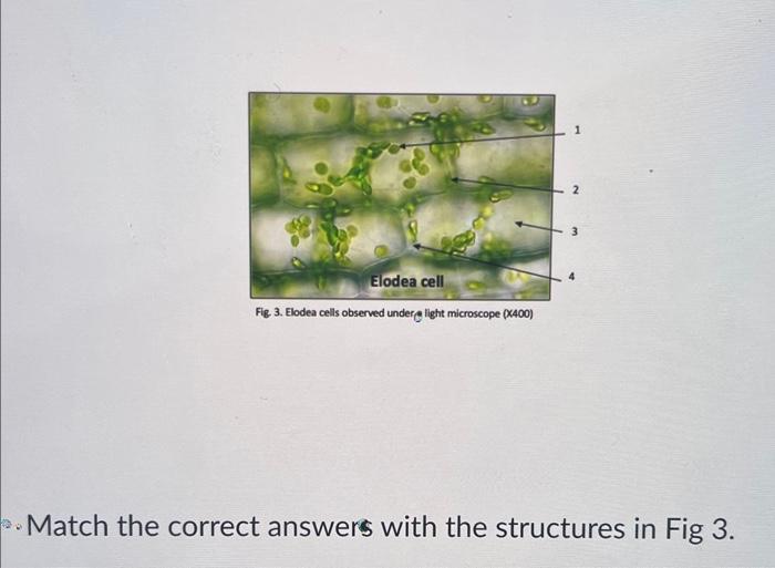 Solved Match the correct andwers with the structures marked | Chegg.com