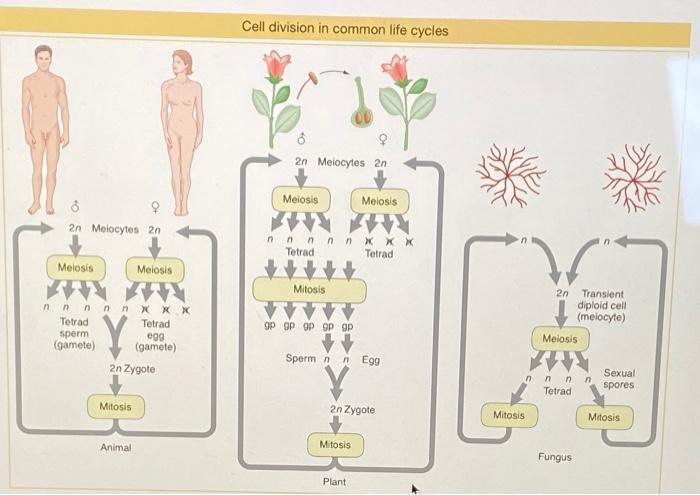 Solved Cell division in common life cycles 2n Melocytes 2n | Chegg.com