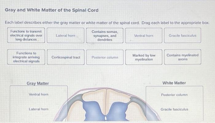 Solved Gray and White Matter of the Spinal Cord Each label | Chegg.com