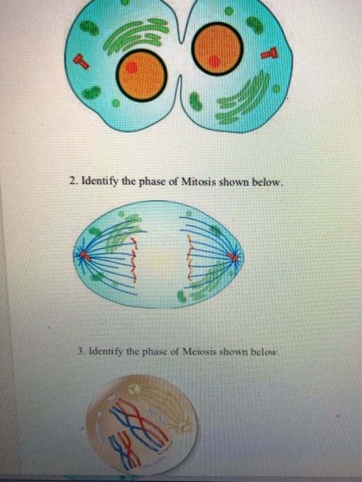 Solved ml 0 2. Identify the phase of Mitosis shown below. 3. | Chegg.com