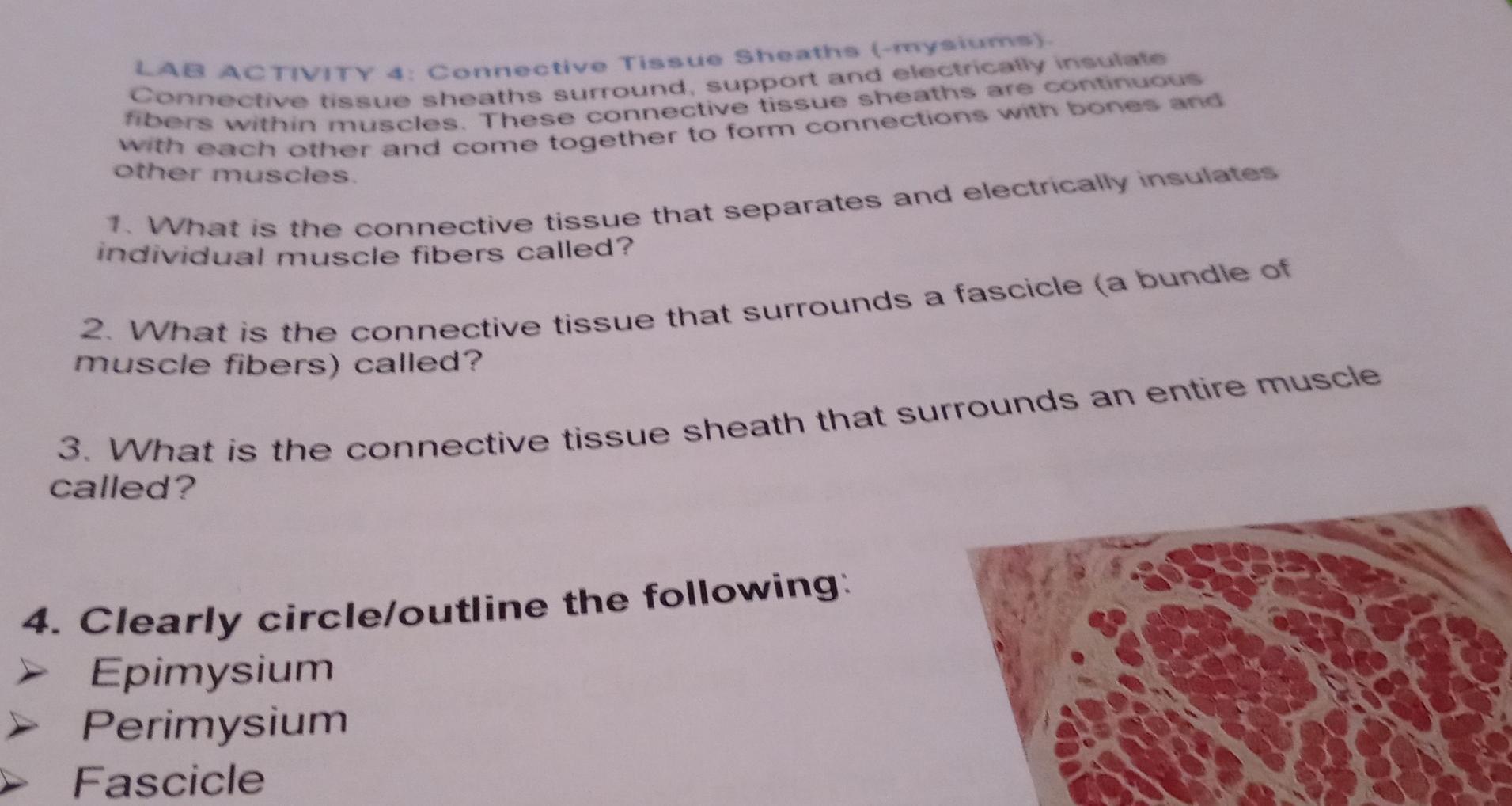 Solved Muscle Physiology, Identification & Actions LAB | Chegg.com