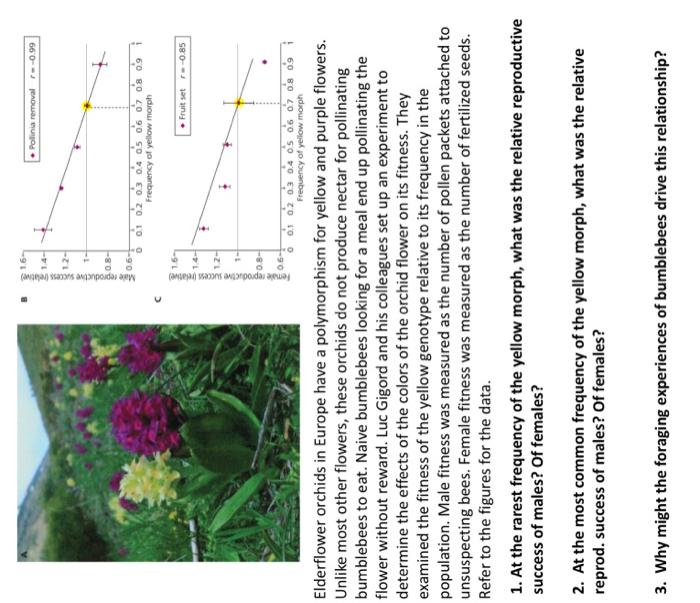 Solved B c Elderflower orchids in Europe have a polymorphism | Chegg.com