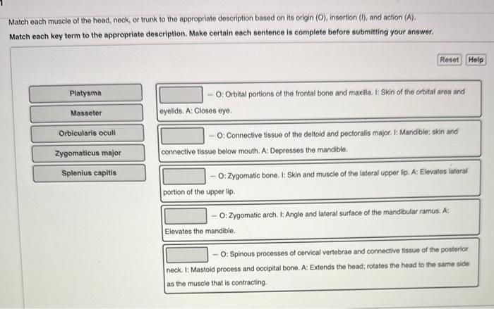 Solved - O: Inferior 8 ribs. I: Iliac crest, pubic tubercle, | Chegg.com