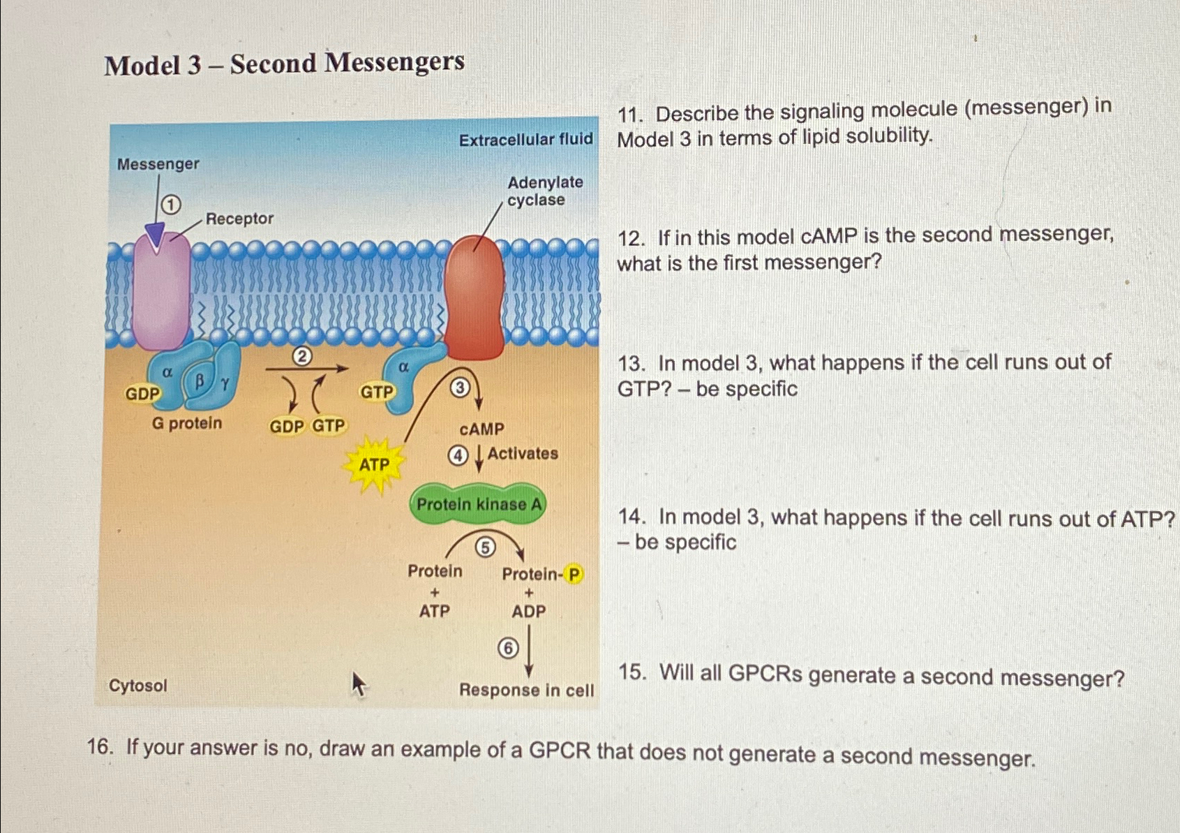 Solved Model 3 - ﻿Second Messengers16. ﻿If your answer is | Chegg.com