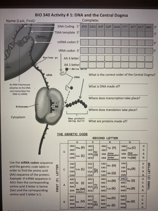 Solved BIO 340 Activity # 1: DNA and the Central Dogma Name | Chegg.com