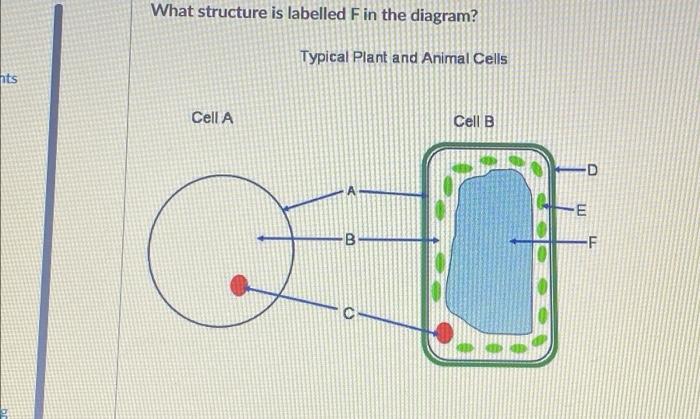 Solved nts What structure is labelled F in the diagram? | Chegg.com