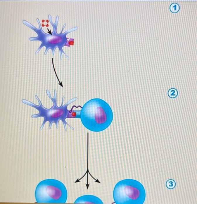 Solved (1) (2) (3)A. Dendritic cell engulfs antigen, | Chegg.com