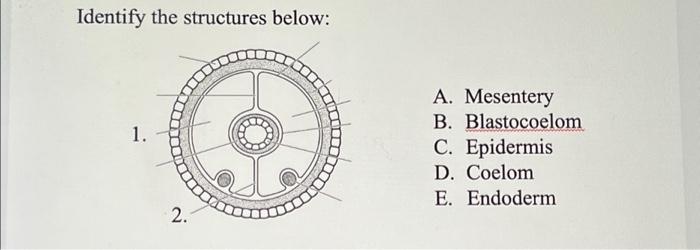 Solved Identify the structures below: 1. 2. A. Mesentery B. | Chegg.com