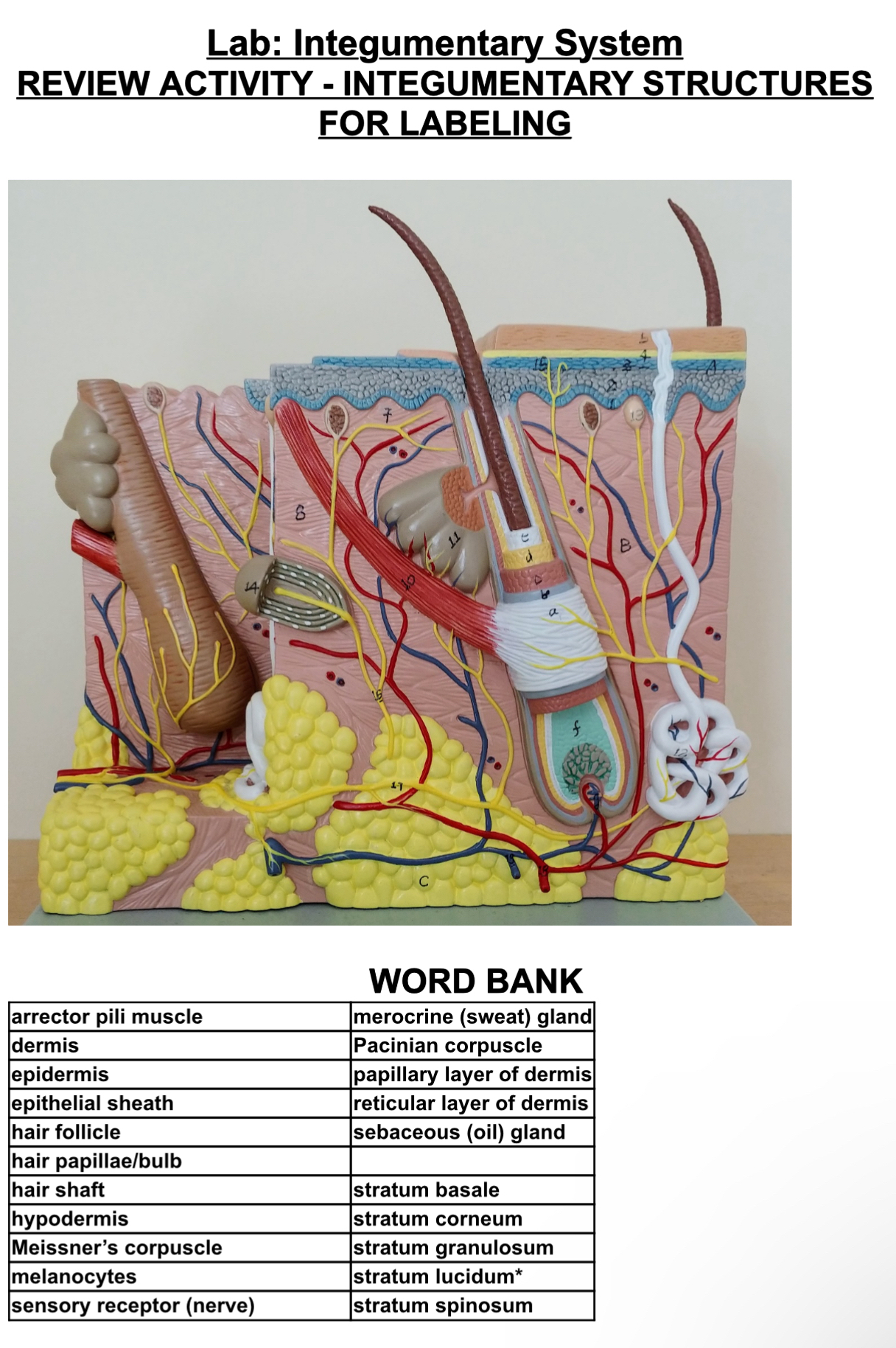 Solved REVIEW ACTIVITY - ﻿INTEGUMENTARY STRUCTURESFOR | Chegg.com