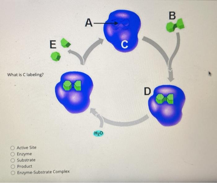 Solved B A- E с What is C labeling? D H20 Active Site Enzyme | Chegg.com