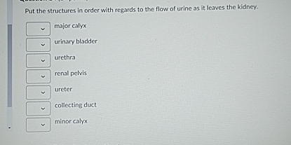 Solved Put the structures in order with regards to the flow | Chegg.com