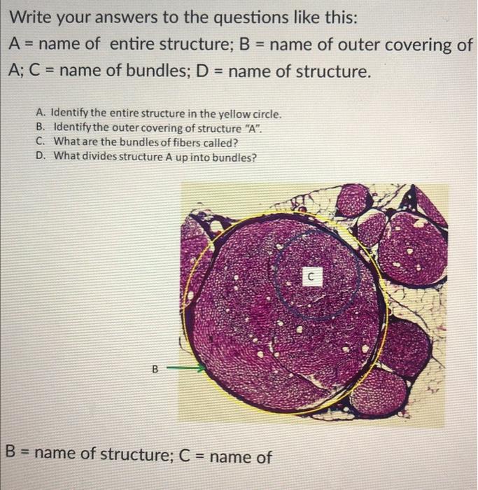 Solved A= name of entire structure; B= name of outer | Chegg.com