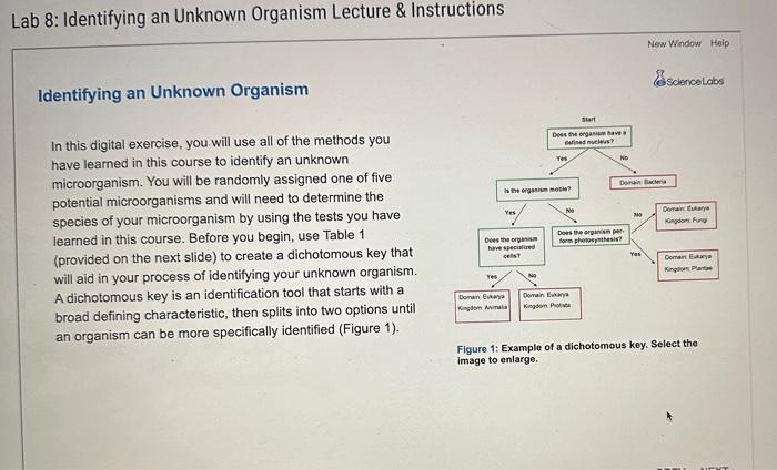 Solved Identifying an Unknown Organism Table 1: Defining | Chegg.com Solved Identifying an Unknown Organism Table 1: Defining | Chegg.com