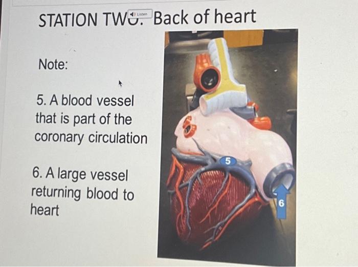 Solved STATION TWÛ. Back of heart Note: 5. A blood vessel | Chegg.com