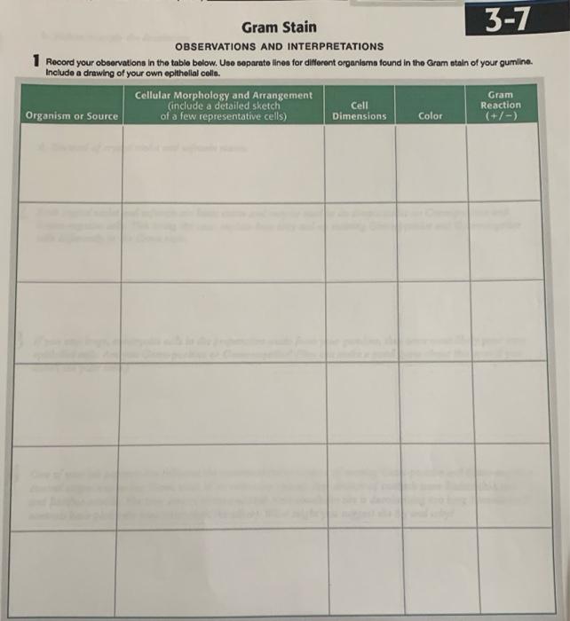 Solved Gram Stain 3-7 OBSERVATIONS AND INTERPRETATIONS 1 | Chegg.com