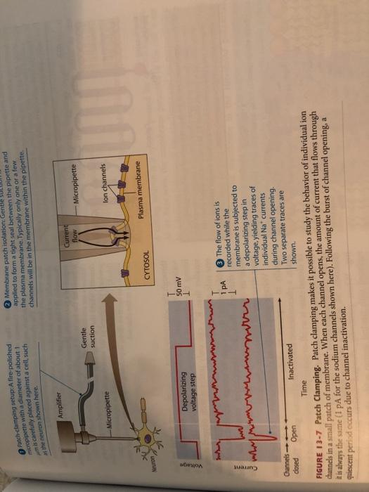 Solved 1. Using Figure 13-7 as an example, draw a dynamic | Chegg.com