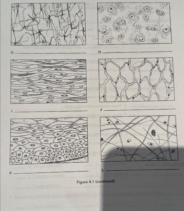 Solved 82 Study Guide for Human Anatomy \& Physiology 2. | Chegg.com