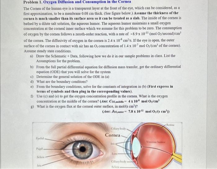 Solved Problem 1. Oxygen Diffusion and Consumption in the | Chegg.com