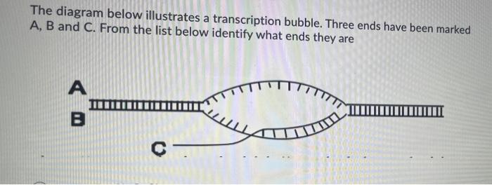 Solved The diagram below illustrates a transcription bubble. | Chegg.com