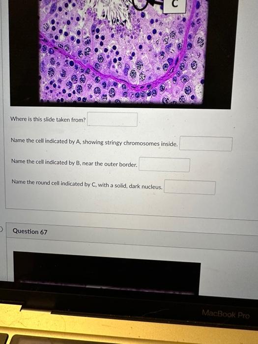 Where is this slide taken from? Name the cell | Chegg.com