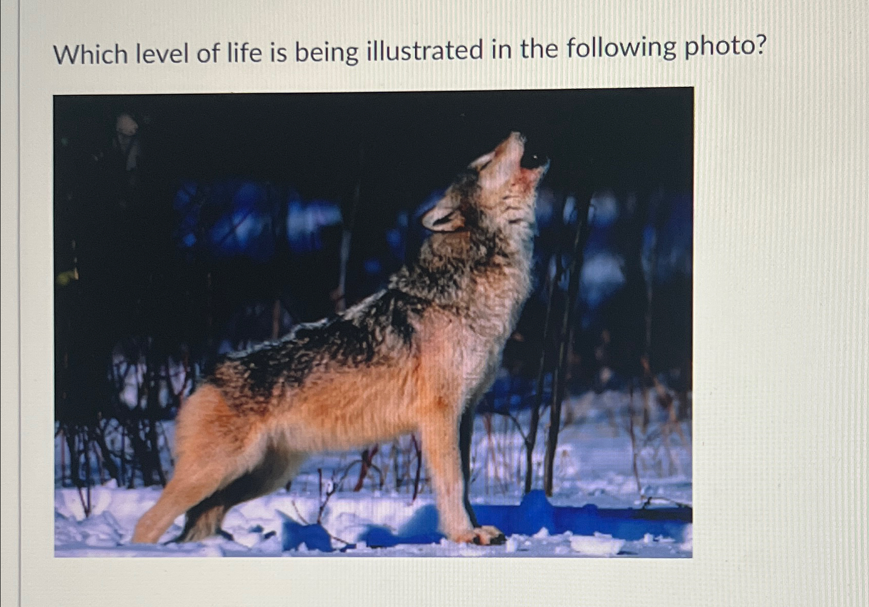 Solved Which level of life is being illustrated in the | Chegg.com