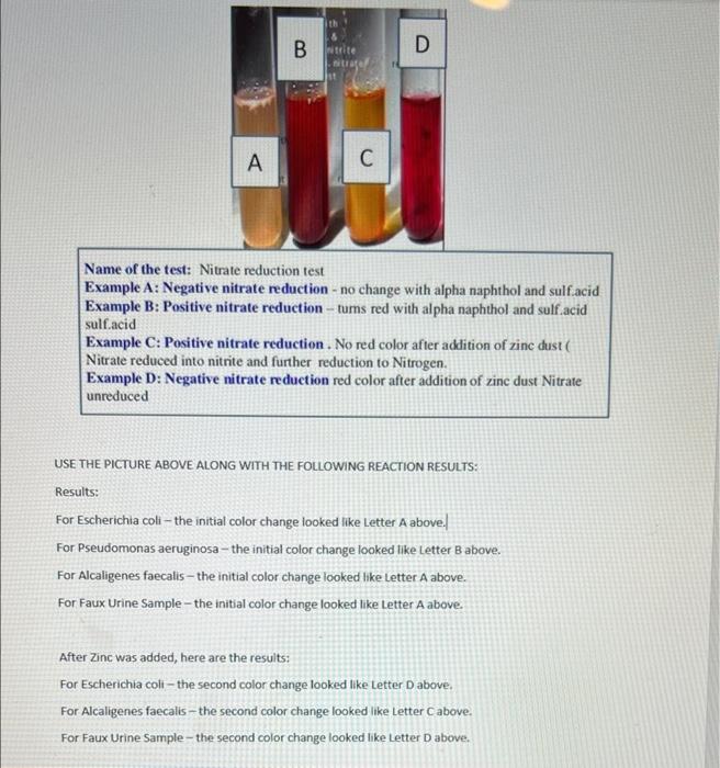 Solved Nitrate Reduction Your Results and Observations | Chegg.com