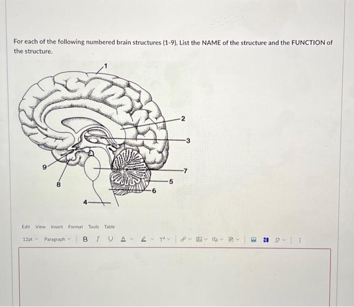 Solved For each of the following numbered brain structures | Chegg.com