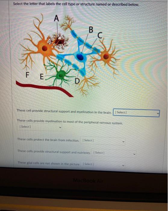 Solved Select the letter that labels the cell type or | Chegg.com