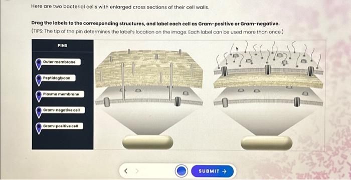 Solved Here are two bacterial cells with enlarged cross | Chegg.com