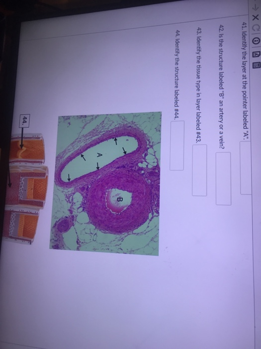 Solved .-X 41. Identify the layer at the pointer labeled | Chegg.com