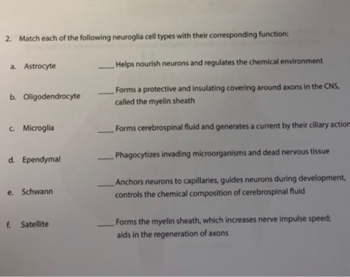 Solved 2. Match each of the following neuroglia cell types | Chegg.com