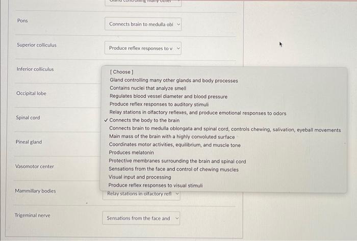 Solved Meninges Cerebrum Cerebellum Pyriform lobe Pituitary | Chegg.com