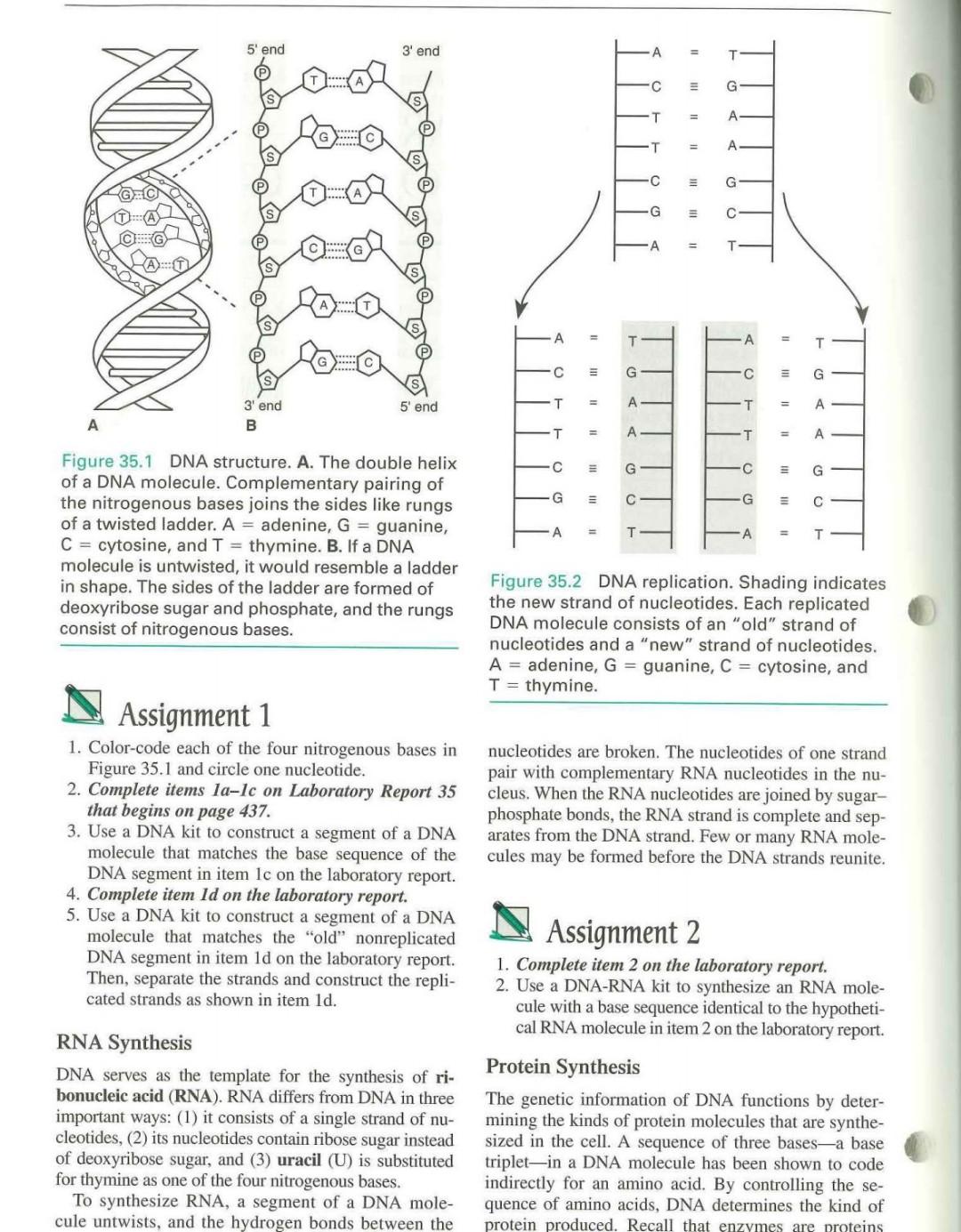 Figure 35.1 DNA structure. A. The double helix of a | Chegg.com
