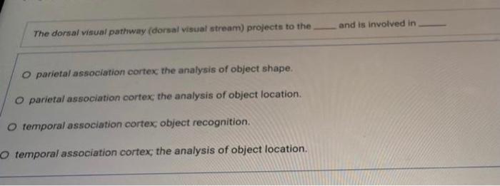 Solved and is involved in The dorsal visual pathway (dorsal | Chegg.com
