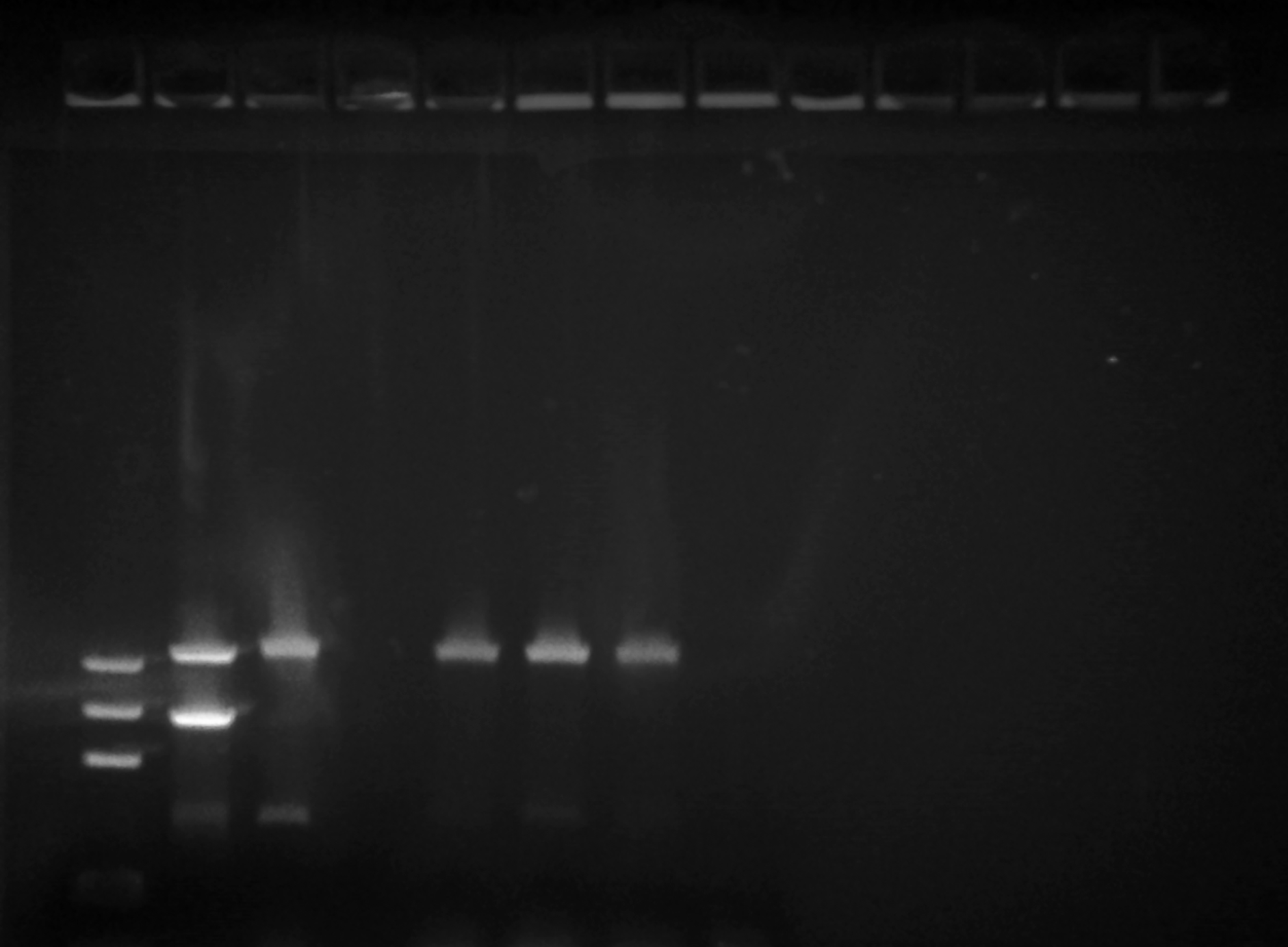 Solved Please analyze these results1 ﻿Molecular weight ruler | Chegg.com