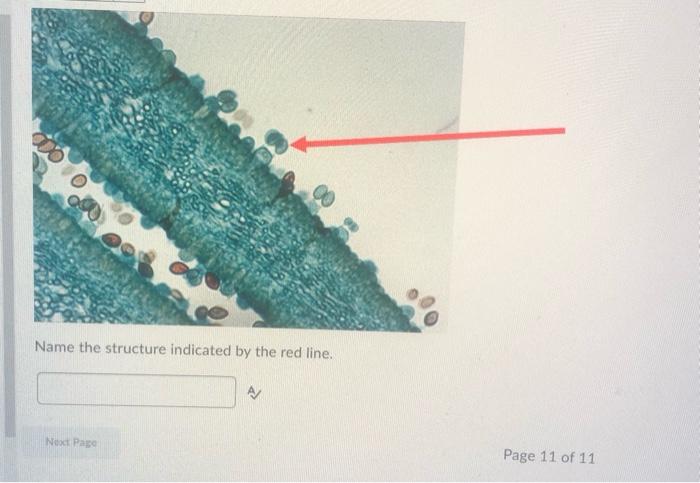 Solved Name the structure indicated by the red line. | Chegg.com